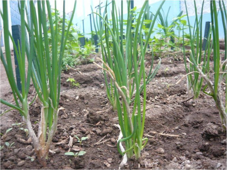 Consejos para cultivar cebolleta o cebollín en la huerta - Infoagro