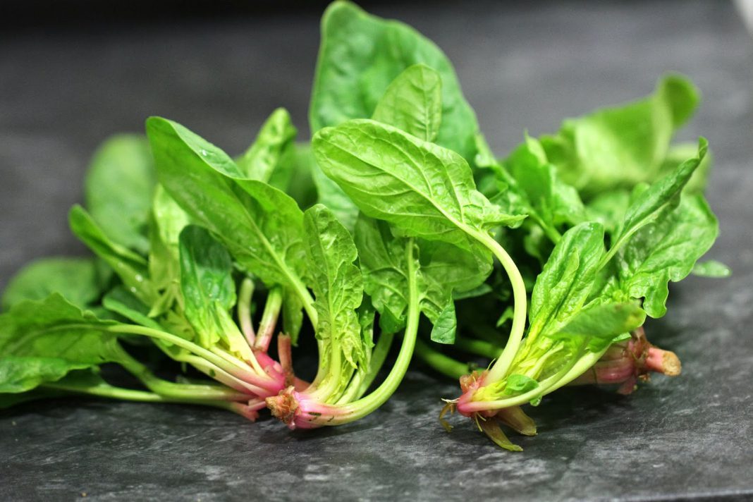 Lo que tenes que saber sobre la espinaca - Infoagro
