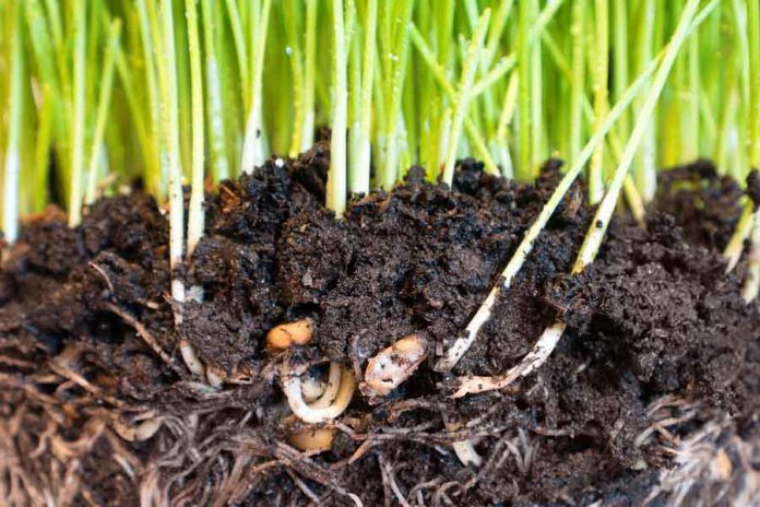 Cómo elaborar humus para el suelo - Infoagro