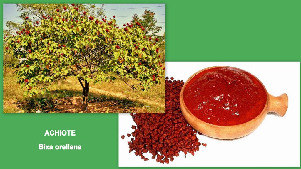 Achiote: el pimentón de América y algo más - Infoagro