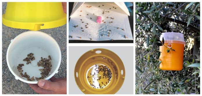 Trampa para insectos caseras y efectivas - Infoagro