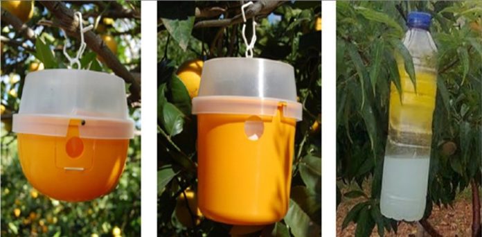 Trampa para insectos caseras y efectivas - Infoagro