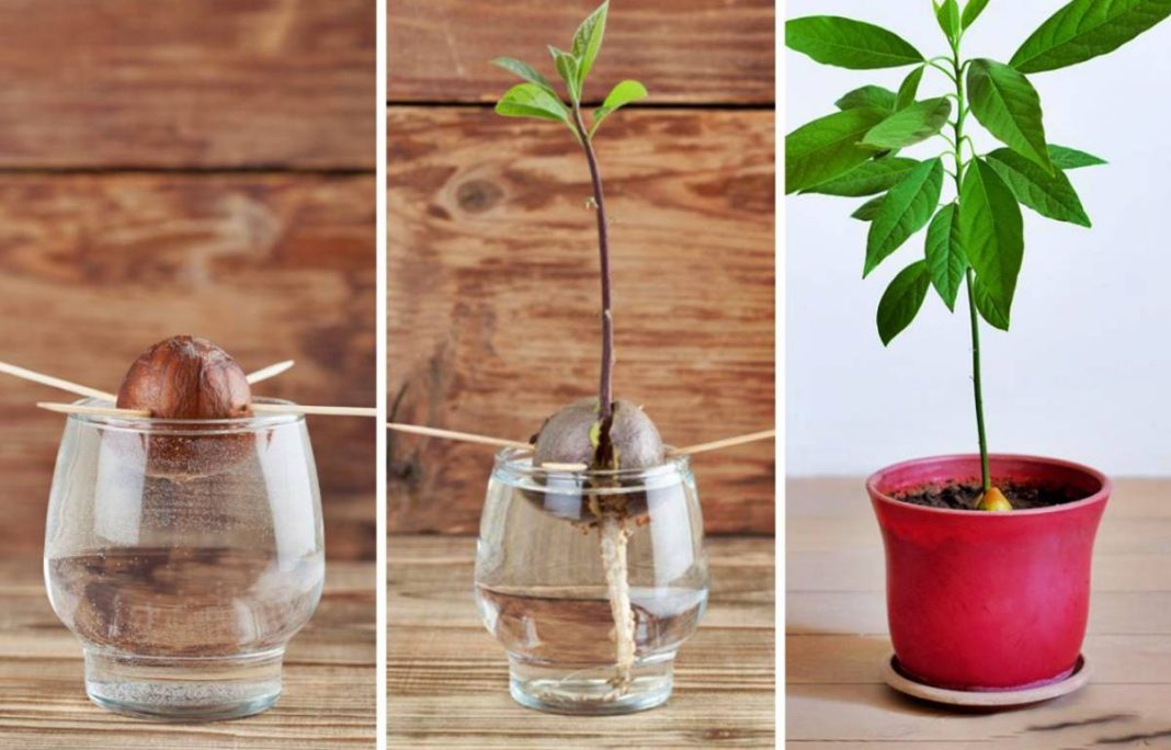 Paso a paso, el sencillo procedimiento del cultivo de la palta - Infoagro