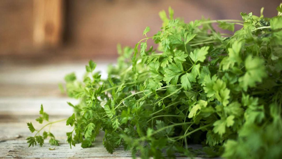 La importancia del perejil en tus comidas y para tu salud - Infoagro