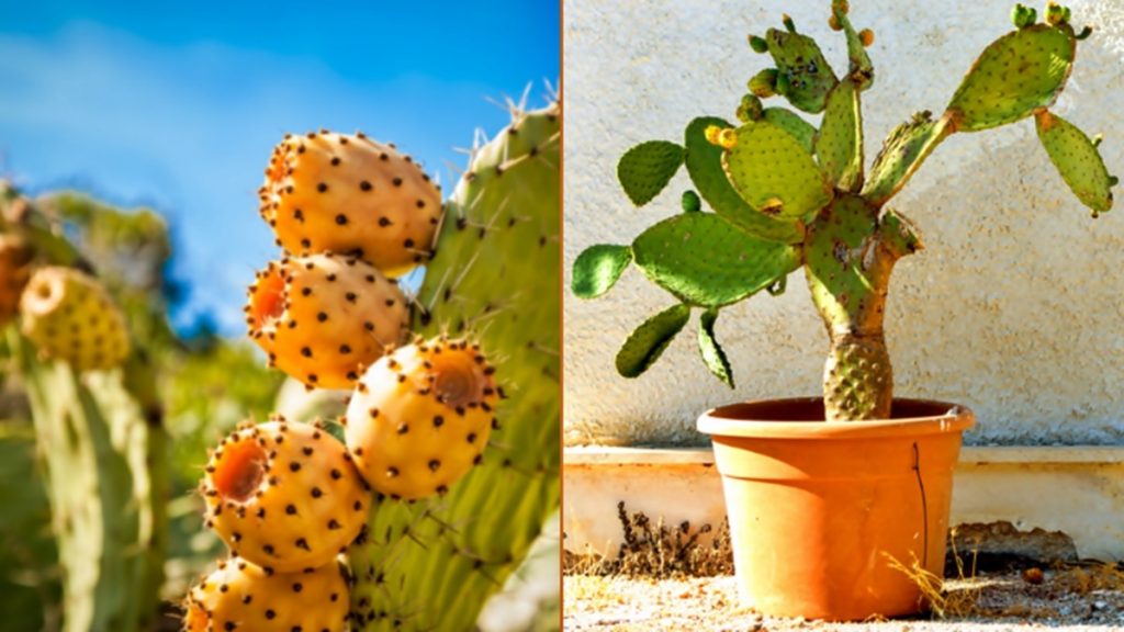 La tuna: cómo extraer la semilla y tener un nopal en casa - Infoagro