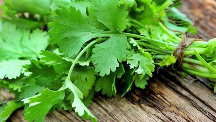 ¿El cilantro, es una verdura o una hierba? - Infoagro