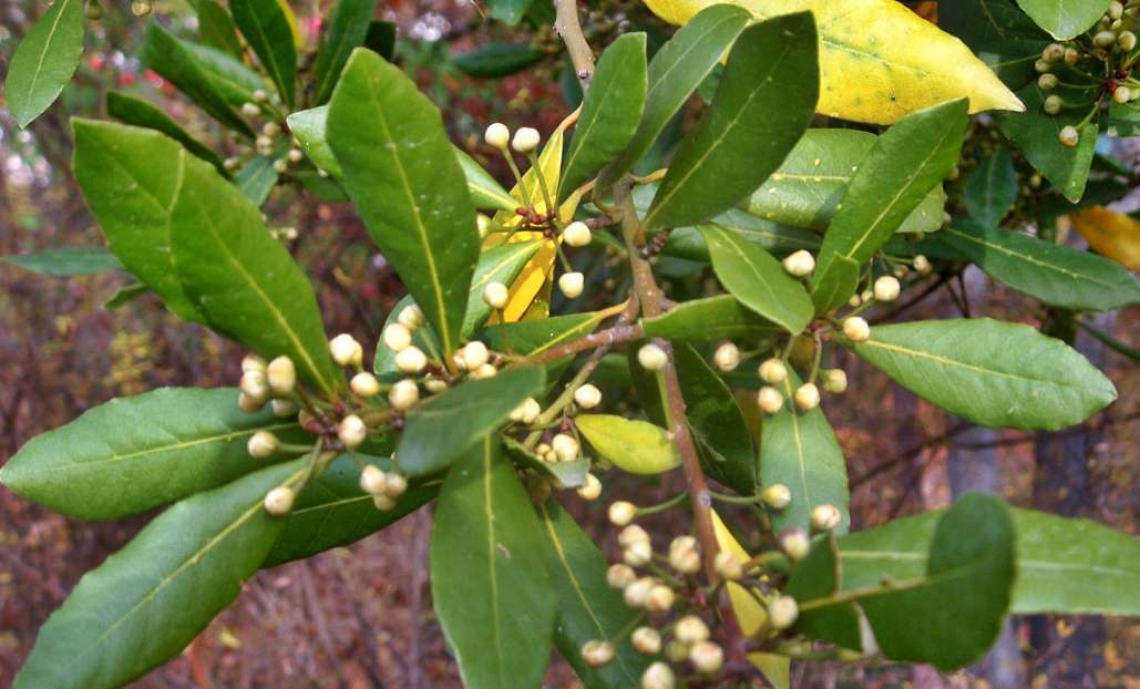 Laurel: un alimento estrella - Infoagro