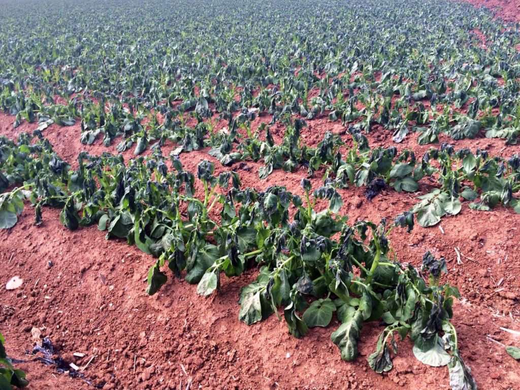 ¿Cuándo se produce la helada negra? - InfoAgro