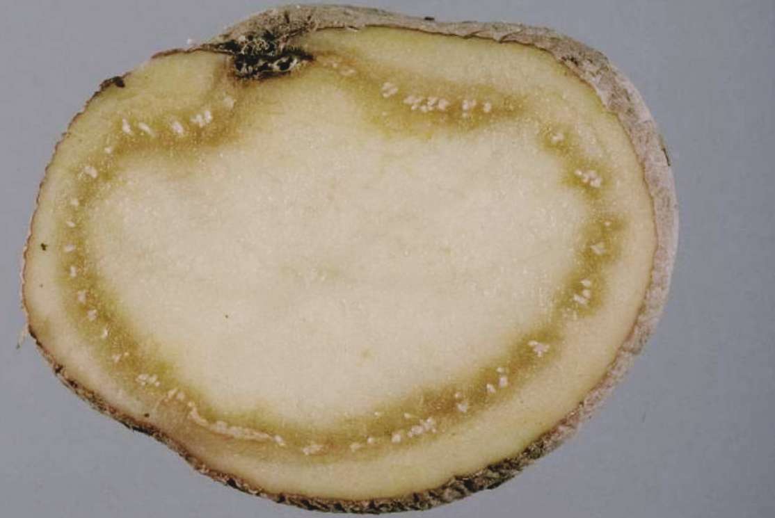 ¿Por qué se oscurecen las papas peladas y cortadas? - Infoagro