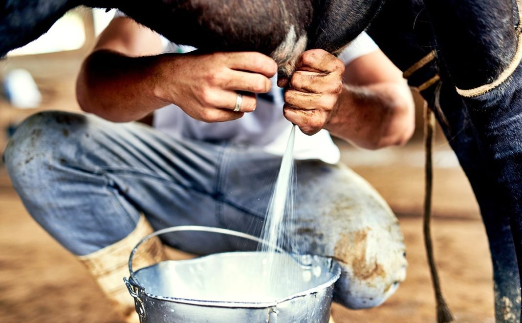 ¿Por qué la vaca da leche? - Infoagro