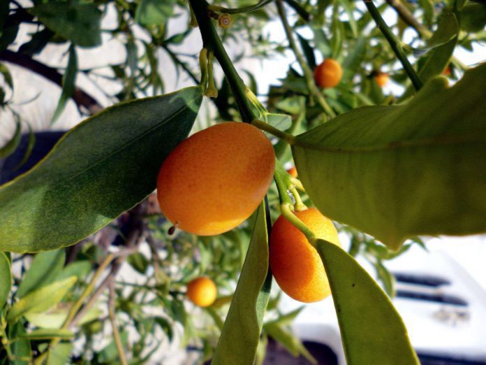 Lo que tenés que saber sobre cultivo del quinoto - Infoagro