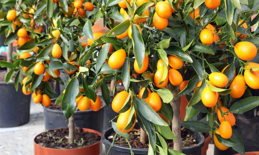 Lo que tenés que saber sobre cultivo del quinoto - Infoagro