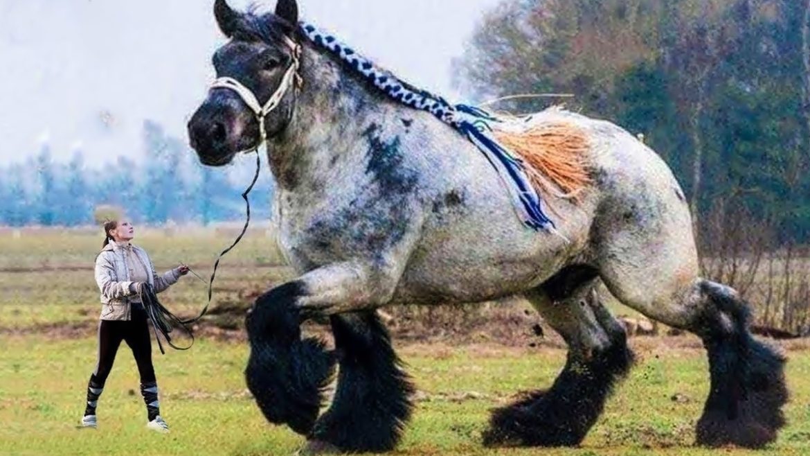 5 razas de caballos muy grandes - Infoagro