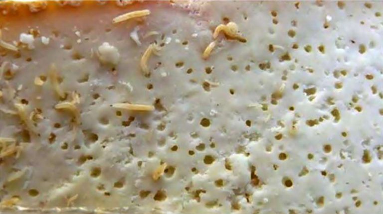 Queso con gusanos: ¿Cuál es y dónde se elabora? - Infoagro