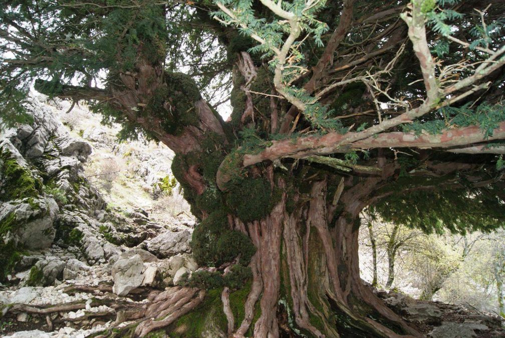 El tejo, un árbol milenario – Infoagro