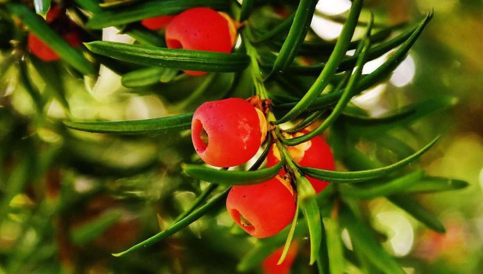 El Tejo: Un gigante verde que desafía al tiempo - Infoagro