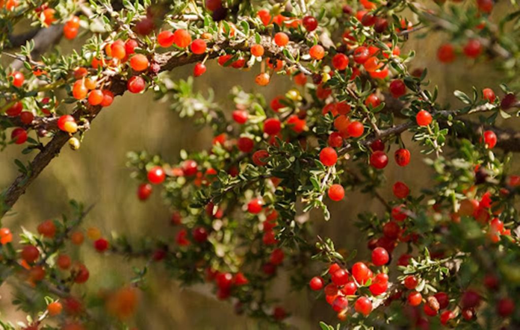 El árbol y el fruto del piquillín. ¿Lo conoces? - Infoagro