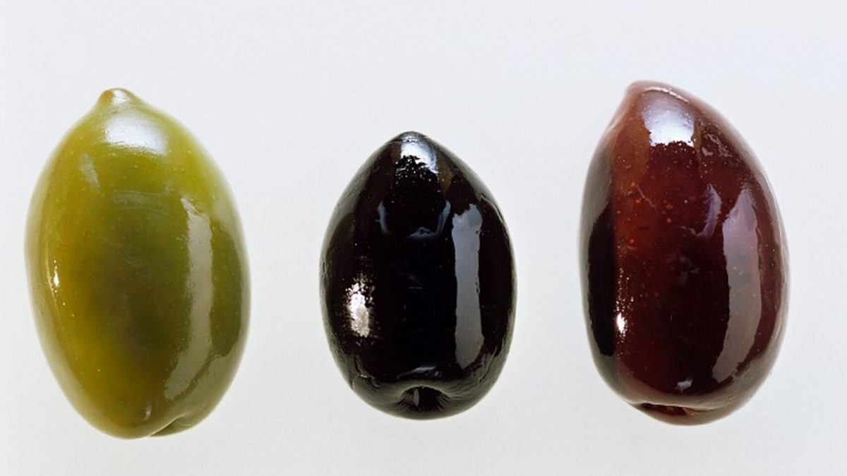 ¿Por qué algunas aceitunas son verdes y otras negras? - Infoagro