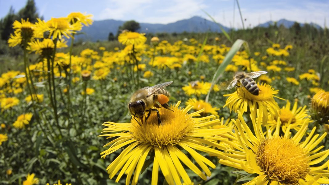 Las abejas tienen más de una forma de alimentarse de néctar - Infoagro