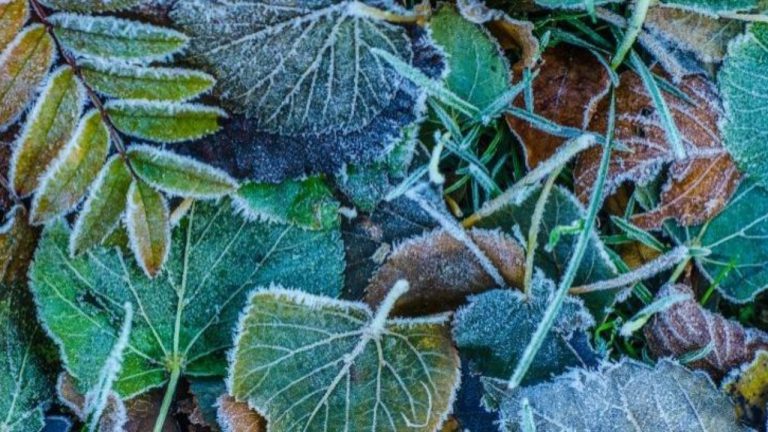 Heladas de la temporada de otoño: Lo que hay que saber - Infoagro