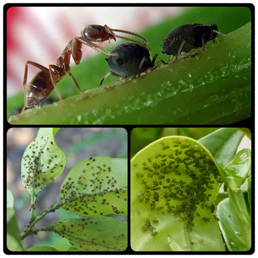 Cómo proteger a los árboles frutales de los insectos durante el tramo ...