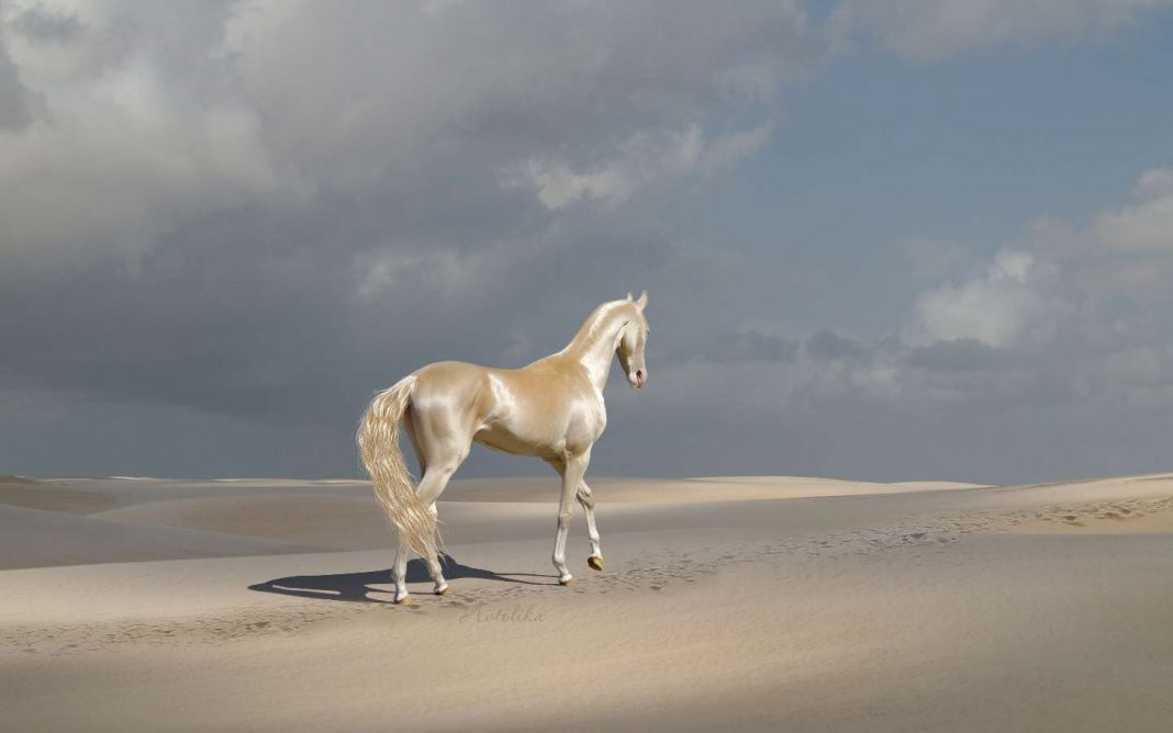 El Akhal-Teke, considerada una joya dentro de las razas equinas - Infoagro