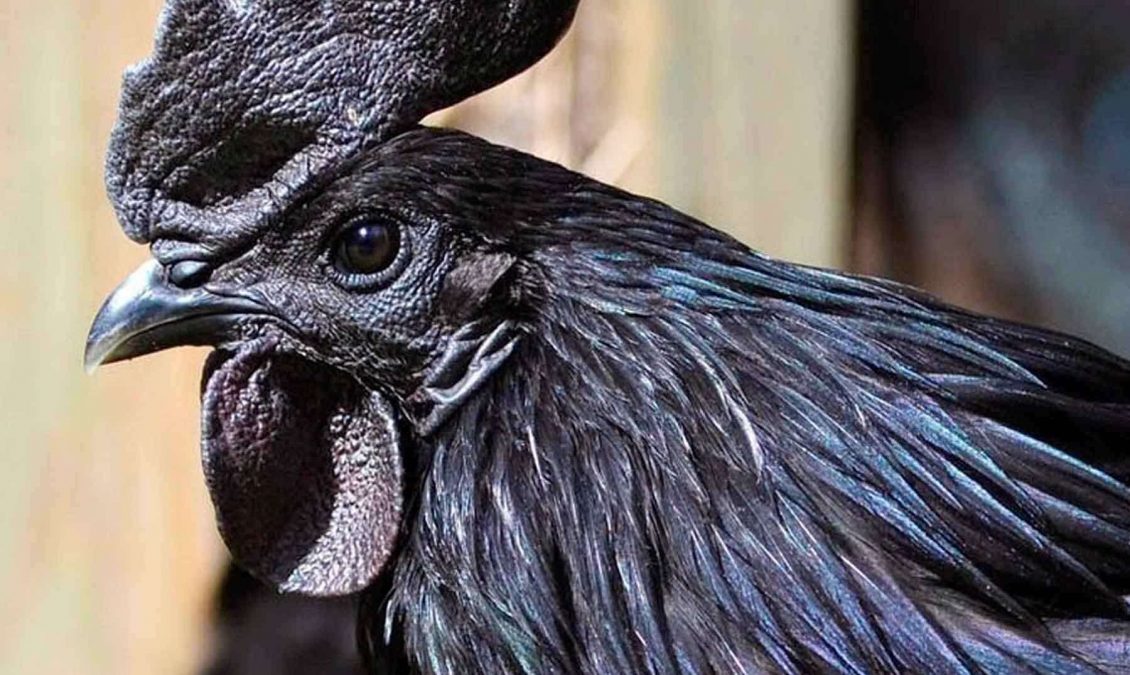 El pollo negro, la rareza de un ejemplar completamente oscuro de los ...