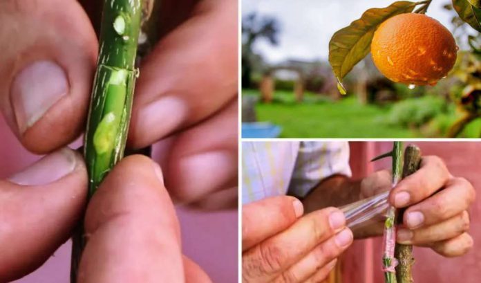 Vídeo: Así se realiza el injerto del naranjo mediante la yema - Infoagro