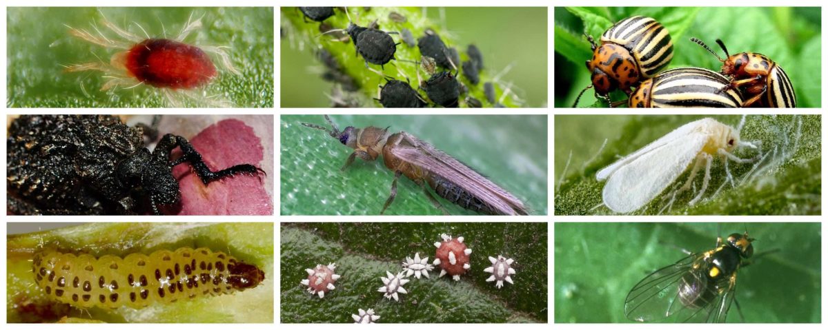 Este es el origen de los insectos agrícolas - Infoagro