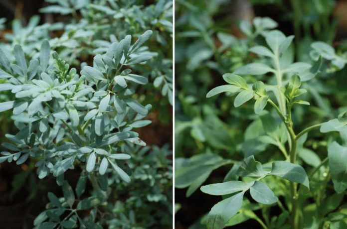 Cómo cultivar ruda en macetas y pasarla al huerto - Infoagro