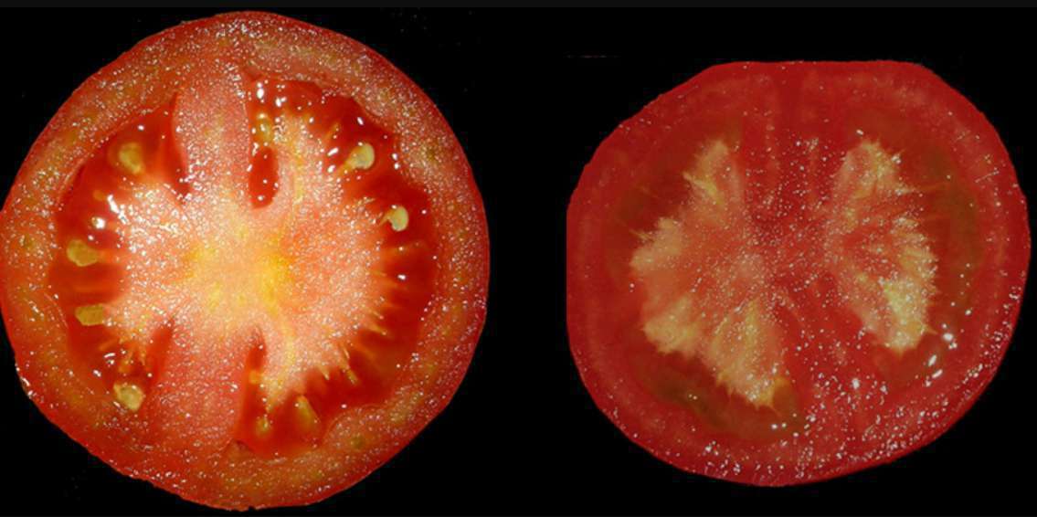 "Hydra": el porqué de los tomates sin semillas - Infoagro