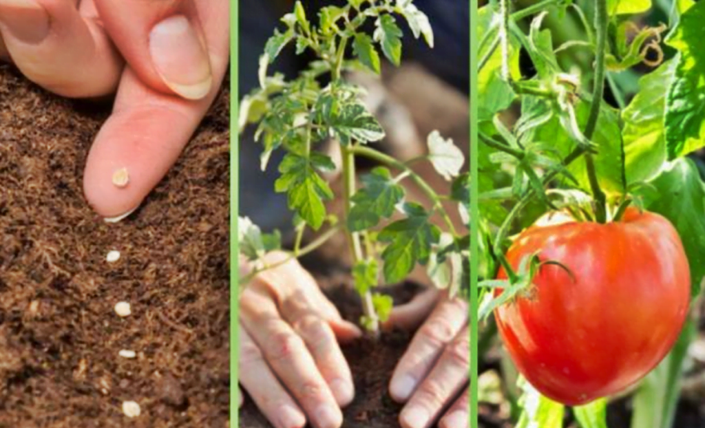 ¿Cuándo pasar los tomates a tierra? - Infoagro