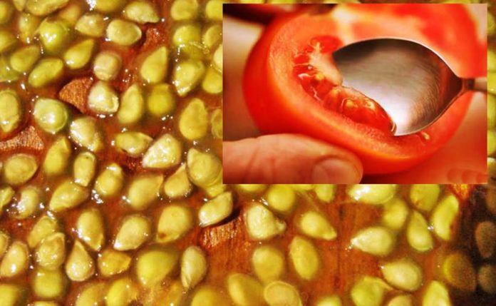 Cómo obtener semillas de tomate de forma práctica - Infoagro