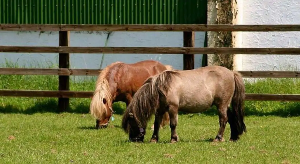 Los Falabella considerados cómo los caballos más pequeños del mundo ...