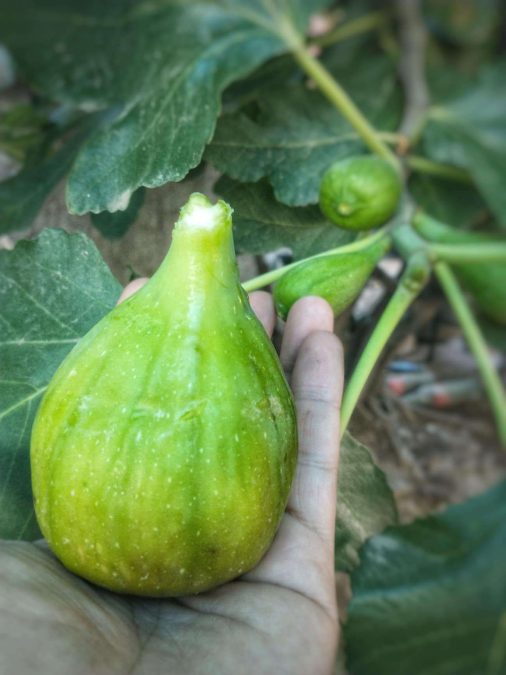Breva de higo gigante - Infoagro