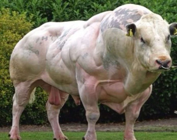 ¡Enorme toro! El más musculoso del mundo - Infoagro