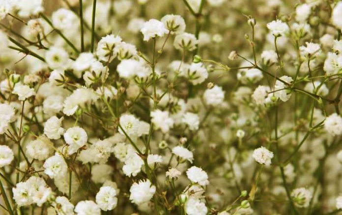 Mini flores, máximo impacto: 5 especies para tu jardín en primavera ...