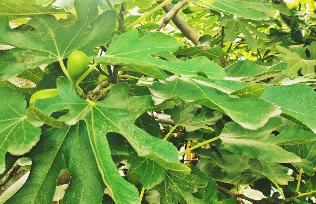 Breva de higo gigante - Infoagro