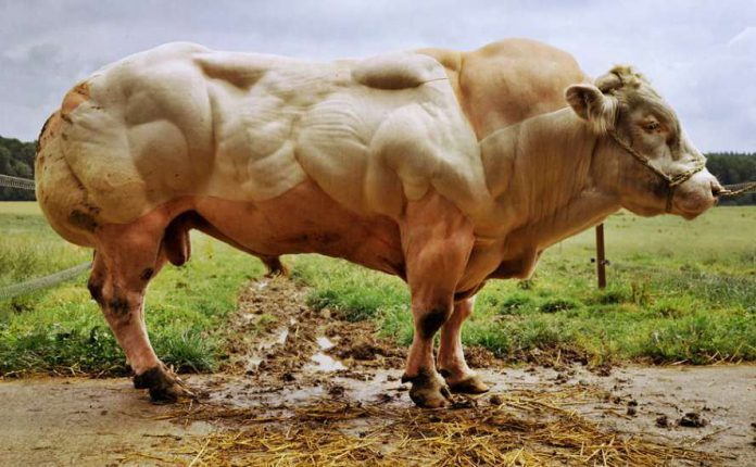 ¡Enorme toro! El más musculoso del mundo - Infoagro