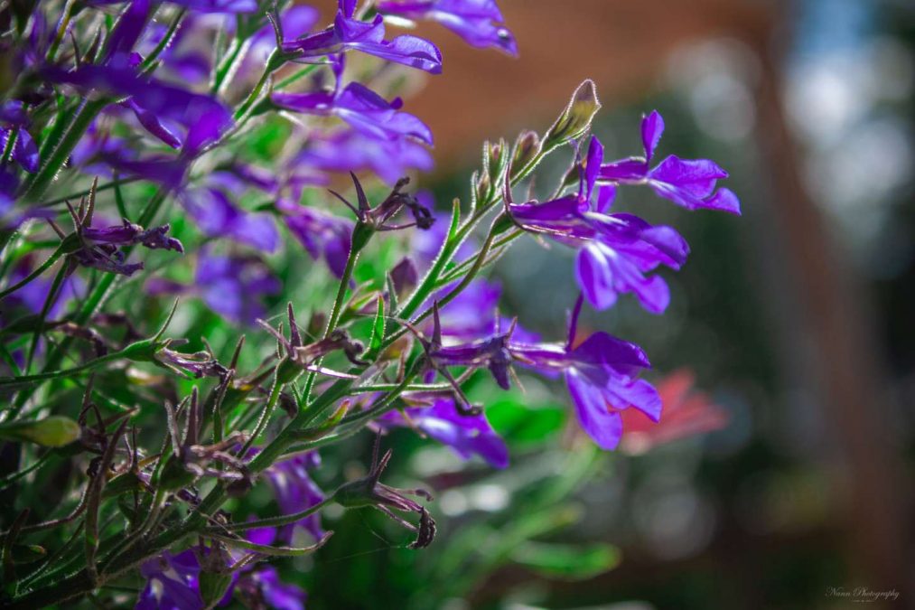 Mini flores, máximo impacto: 5 especies para tu jardín en primavera ...