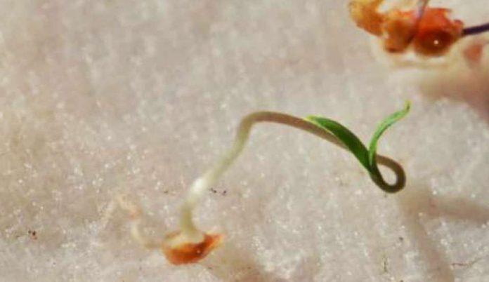 Cómo germinar semillas de tomate de forma fácil - Infoagro