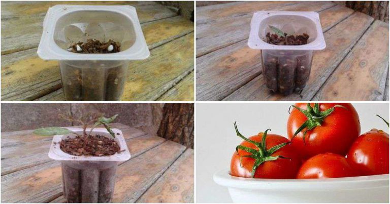 Cómo germinar semillas de tomate de forma fácil - Infoagro