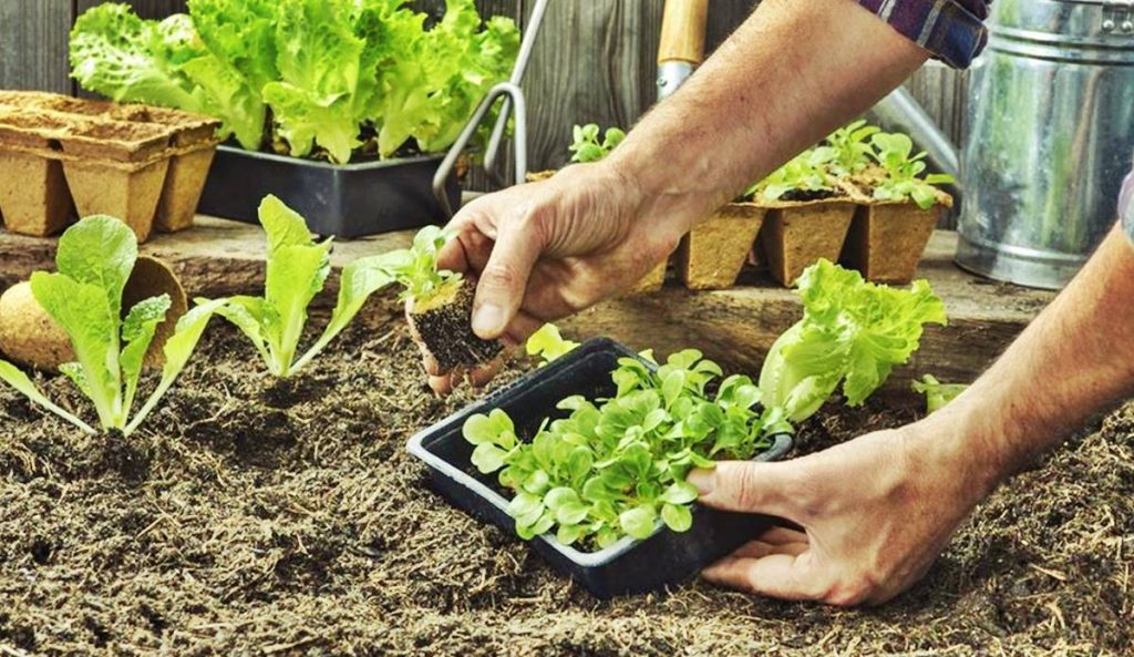¿Qué tan importante es un suelo fértil en la huerta? - Infoagro