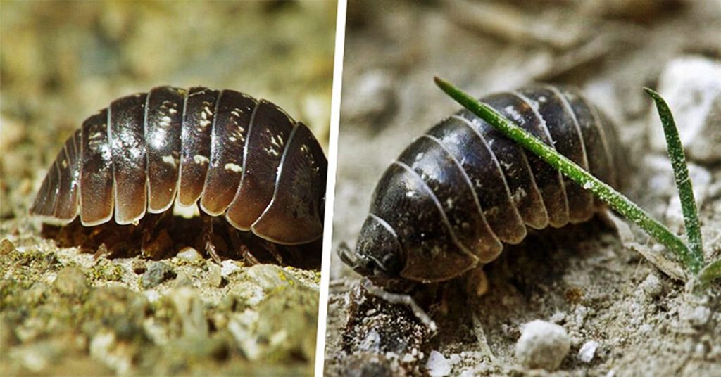 La importancia de los "bichos bolitas" para el suelo - Infoagro