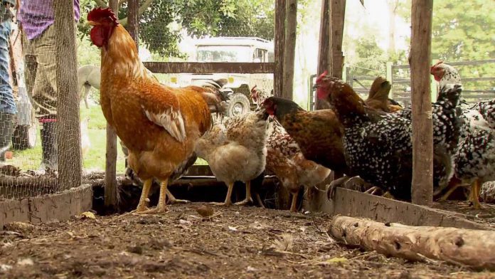 Así es la manera de criar gallinas ponedoras y criollas en casa - Infoagro