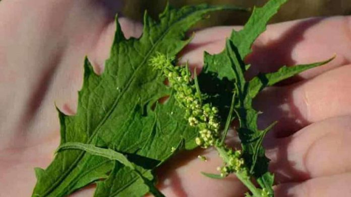 Paico: Historia y beneficios de la planta - Infoagro