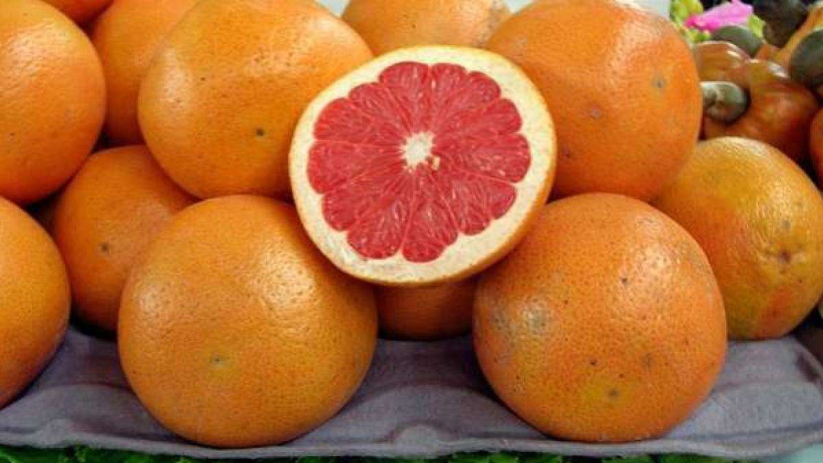 Pomelo: todo lo que debes saber - Infoagro