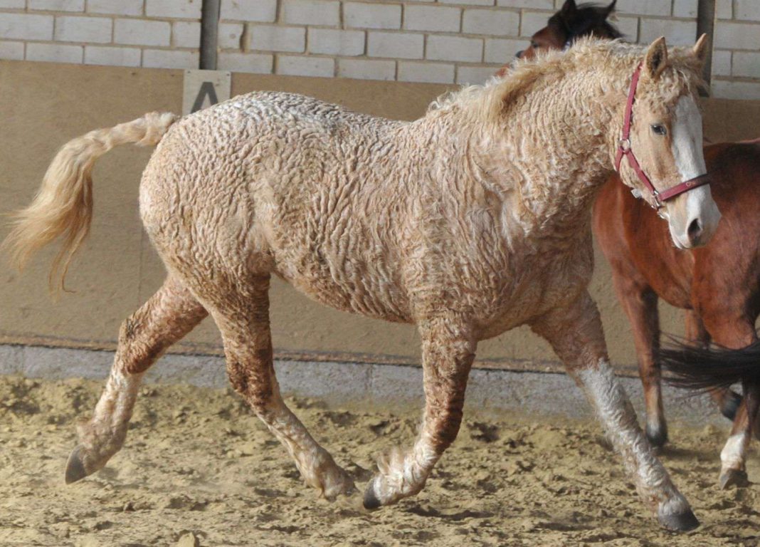 Conoce al hermoso caballo con rulos que participará en la Rural - Infoagro