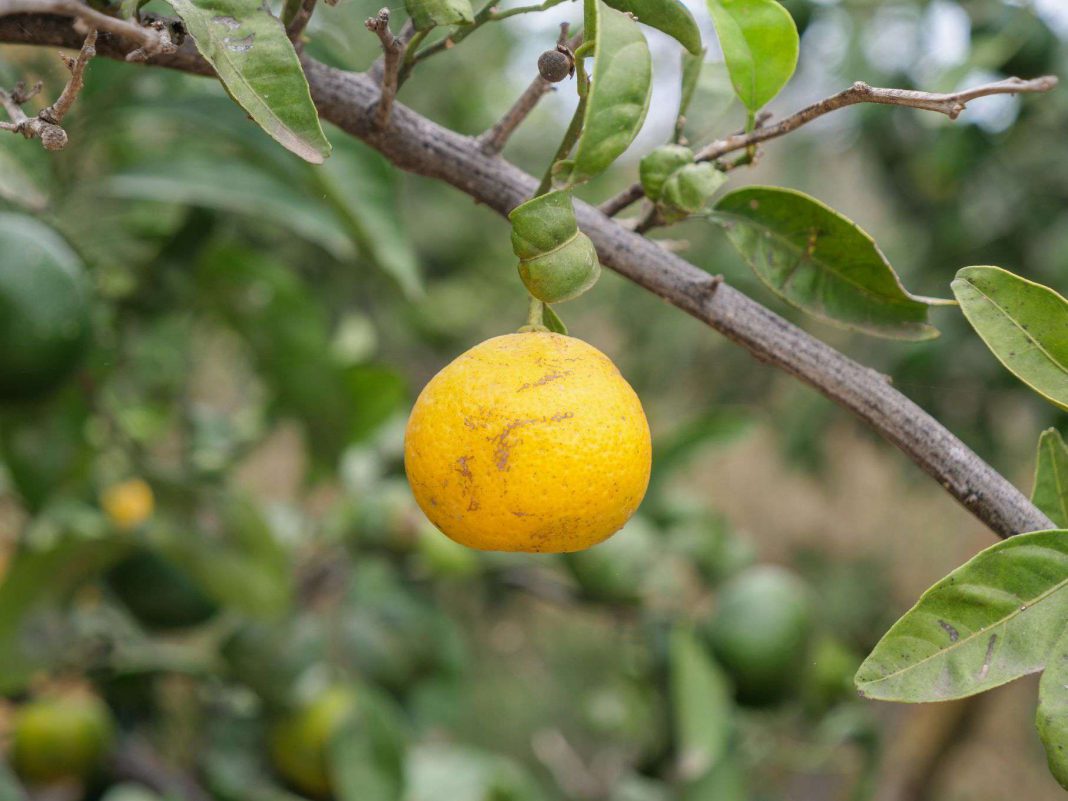 Pomelo: todo lo que debes saber - Infoagro