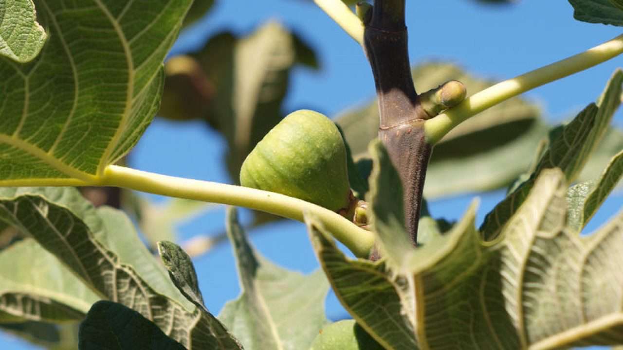 ¿Cuáles son las enfermedades y plagas de la higuera? - Infoagro